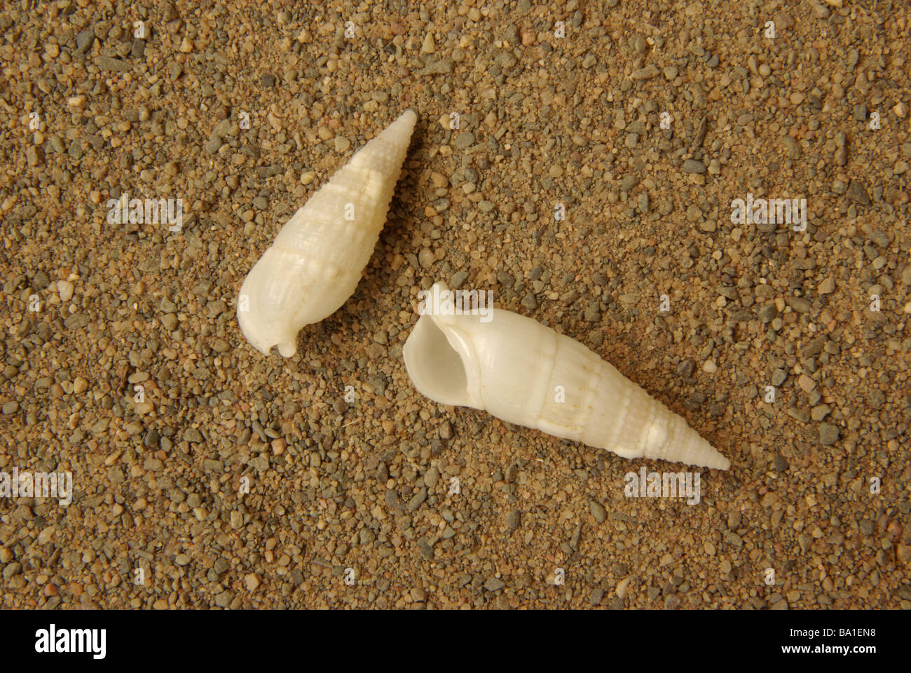 Rhinoclavis vertagus hi-res stock photography and images - Alamy