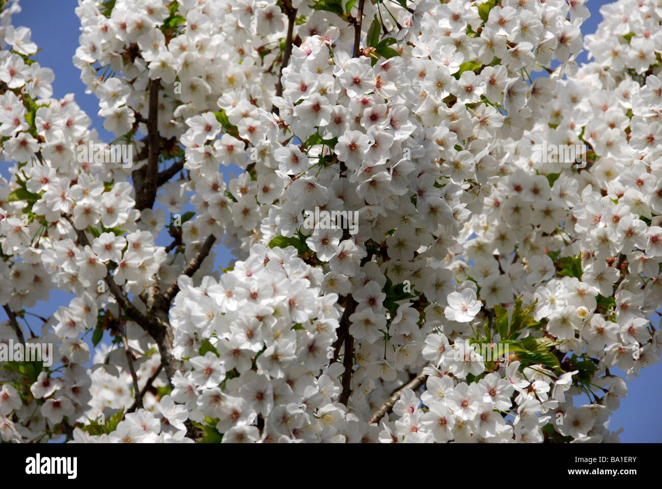 white cherry blossom Stock Photo - Alamy