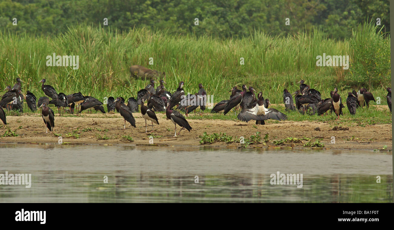 Abdim's storks - Ciconia abdimii Stock Photo - Alamy