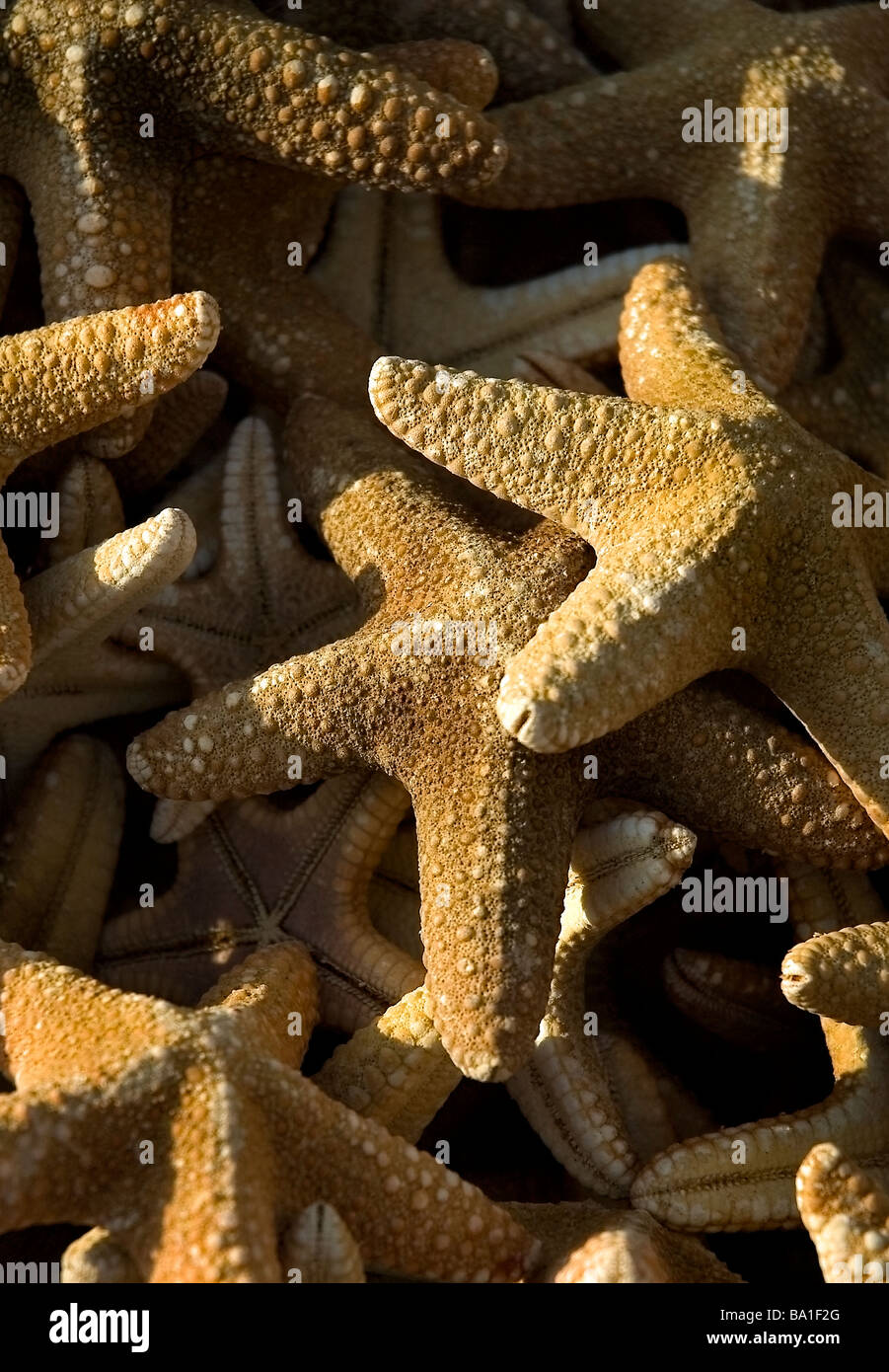 Many starfish hi-res stock photography and images - Alamy