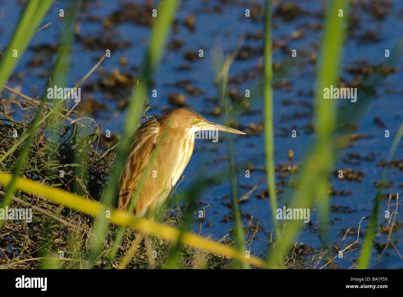 Yellow Bittern Ixobrychus sinensis standing by the river in Gujarat ...