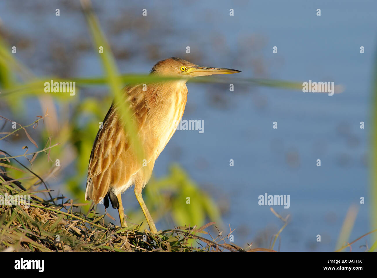 Yellow Bittern Ixobrychus sinensis standing by the river in Gujarat ...