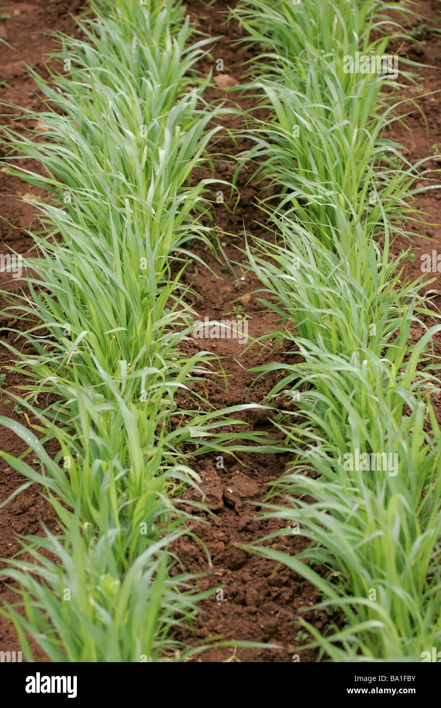White millet hi-res stock photography and images - Alamy
