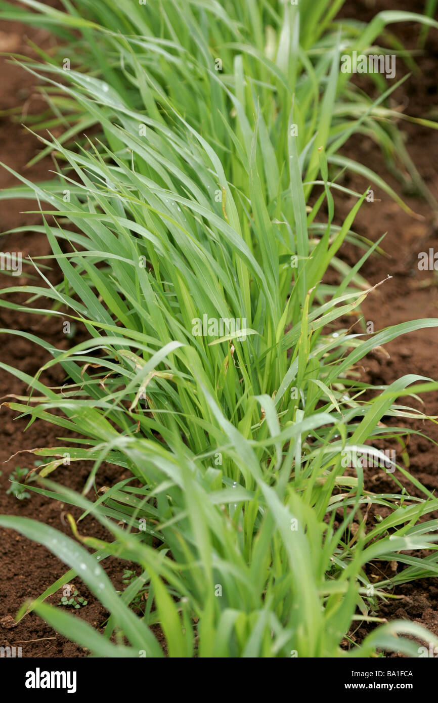 White millet hi-res stock photography and images - Alamy