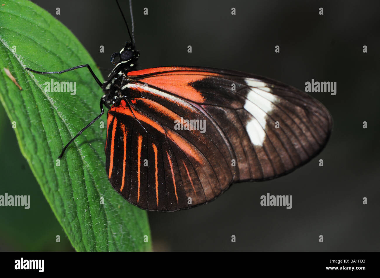 Postman butterfly heliconius melpomene hi-res stock photography and ...