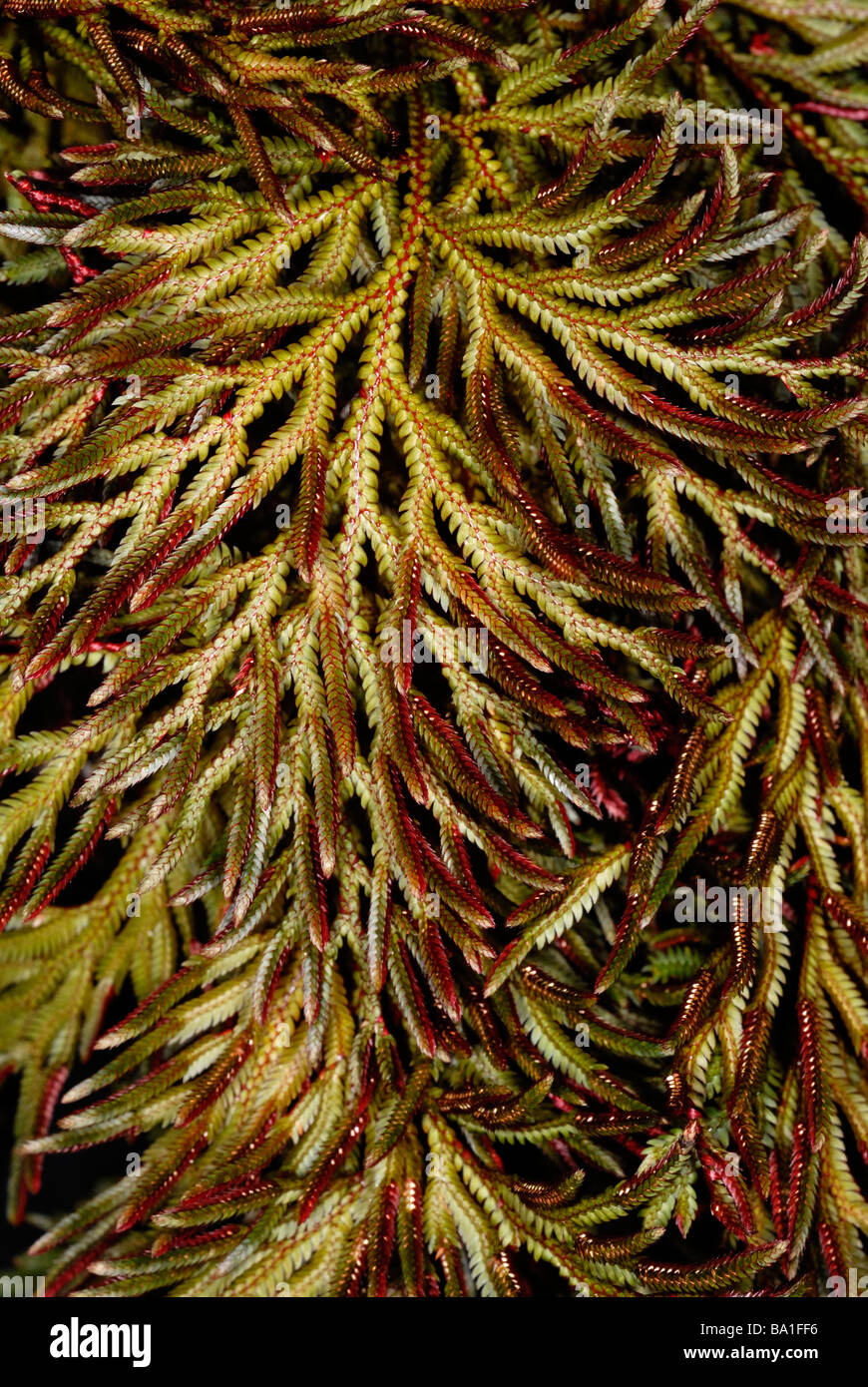red peacock fern plant Stock Photo - Alamy