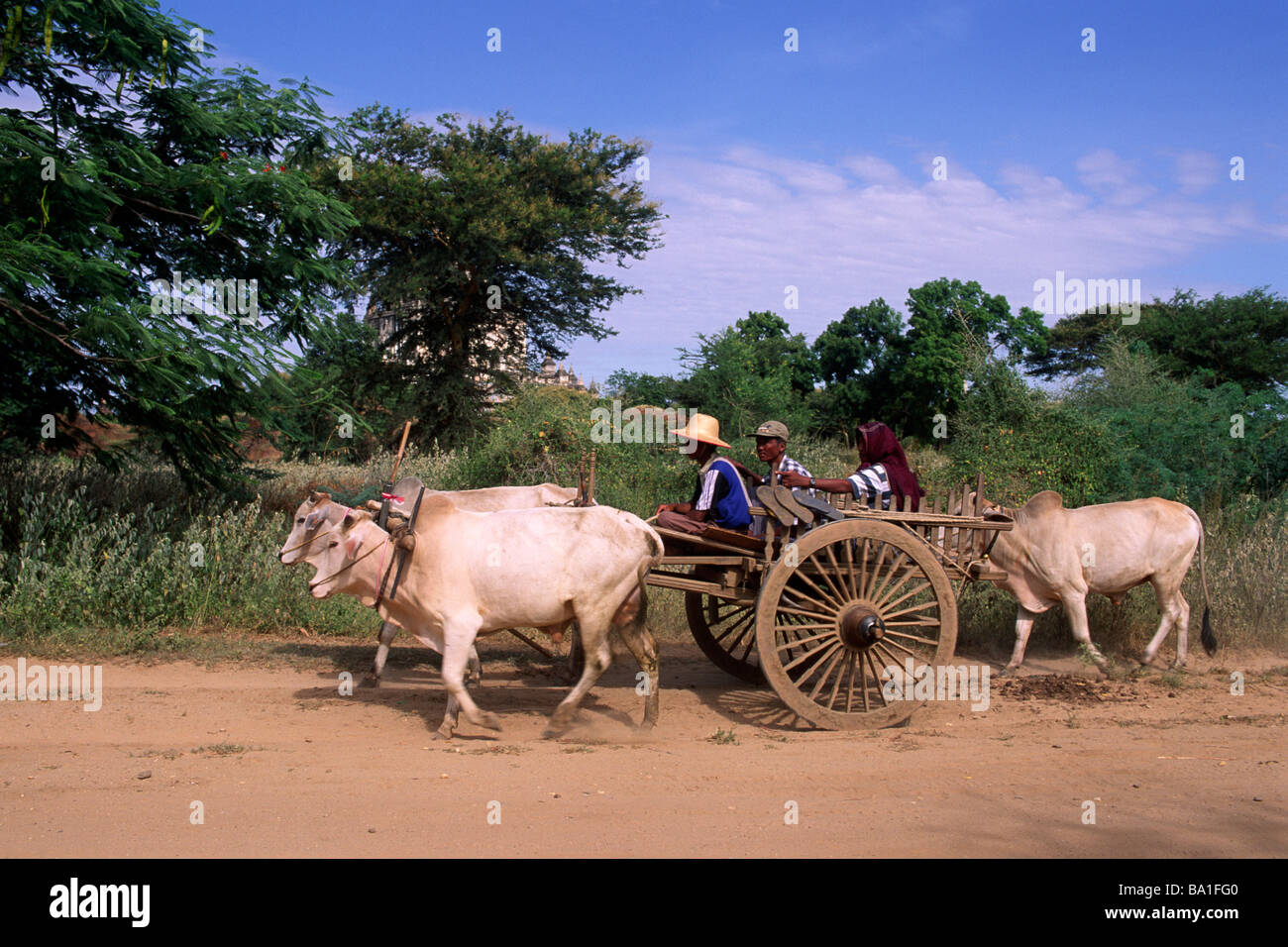 Oxen and cart hi-res stock photography and images - Alamy