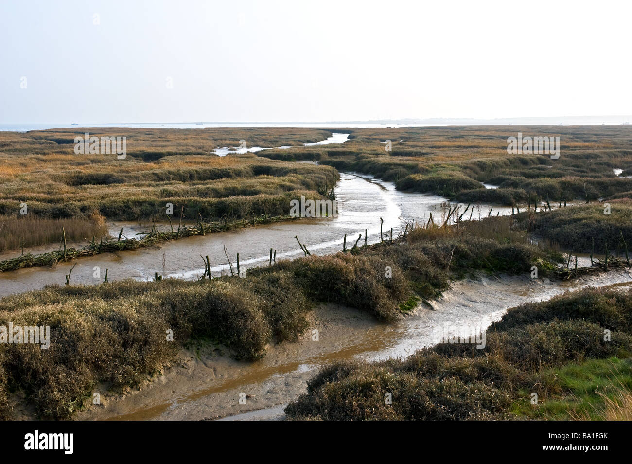 Saltings on the Essex coast Stock Photo - Alamy