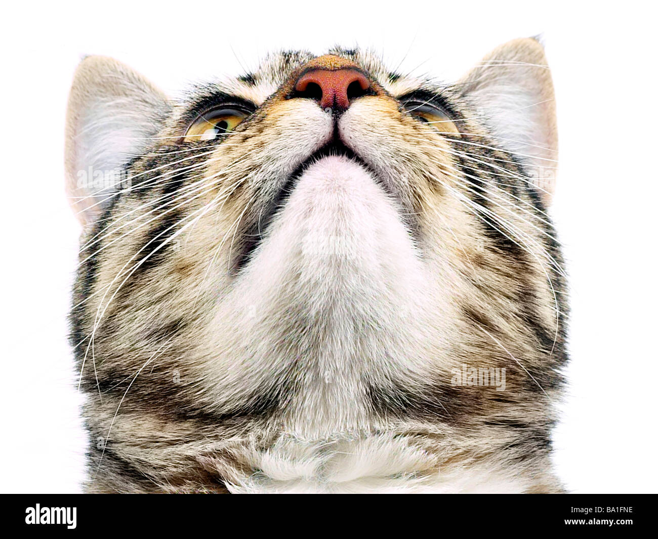 A tabby cat looking upwards, things are looking up Stock Photo - Alamy