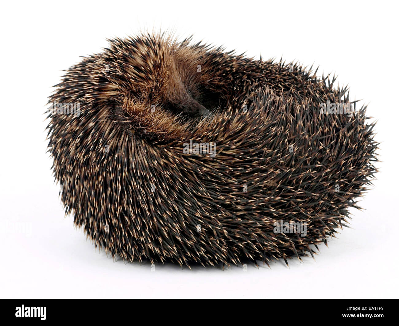Curled into a ball hi-res stock photography and images - Alamy
