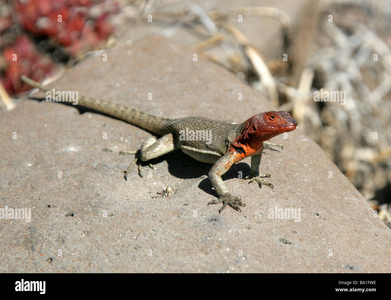 Syn lava hi-res stock photography and images - Alamy