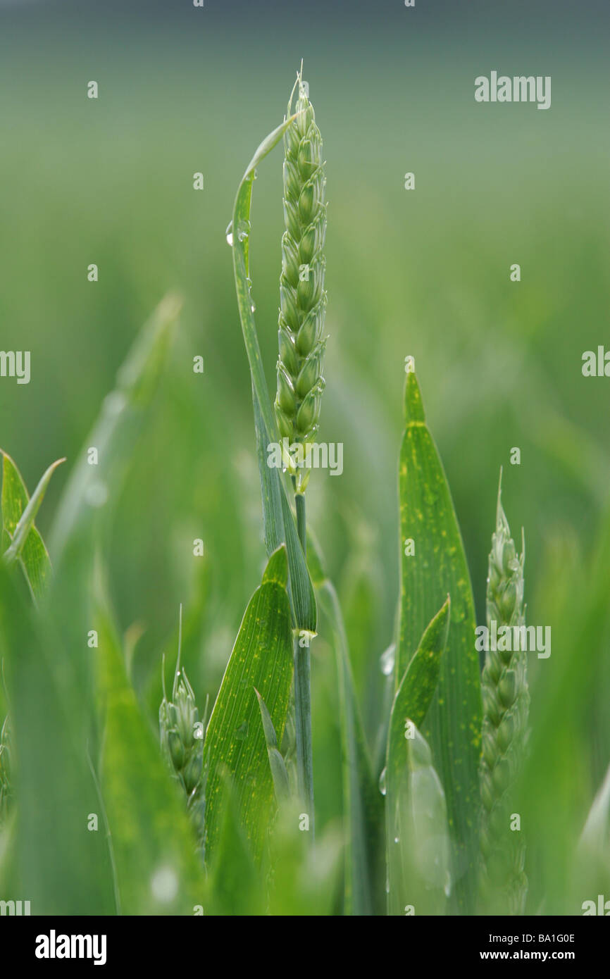 Wheat flag leaf hi-res stock photography and images - Alamy