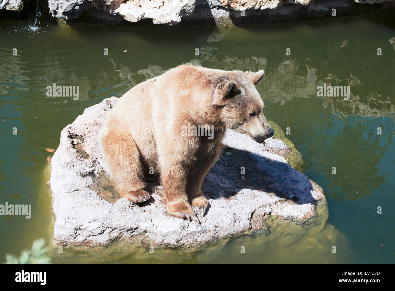 Syrian Bear Ursus arctos syrianus in a zoo Stock Photo - Alamy