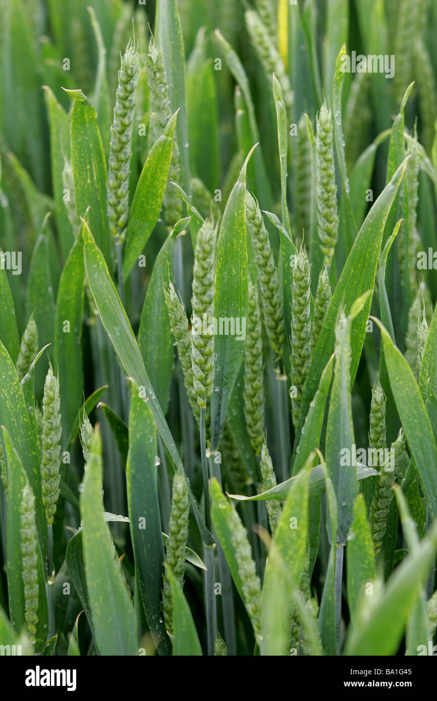 Wheat flag leaf hi-res stock photography and images - Alamy