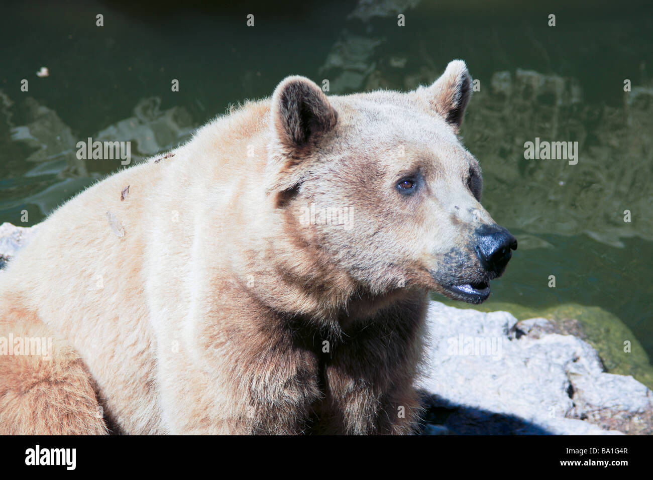 Syrian Bear Ursus arctos syrianus in a zoo Stock Photo - Alamy