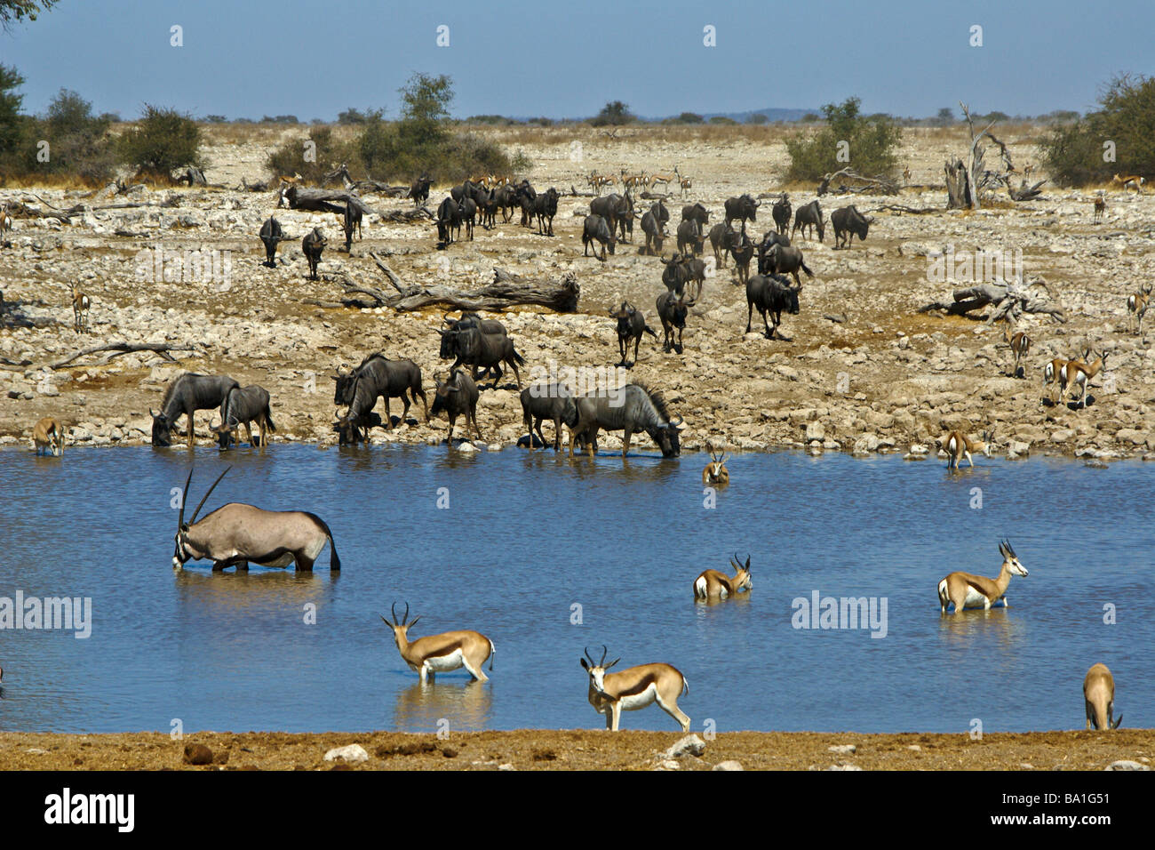 Wildebeest, gemsbok, and springbok at waterhole, Okaukuejo, Etosha ...