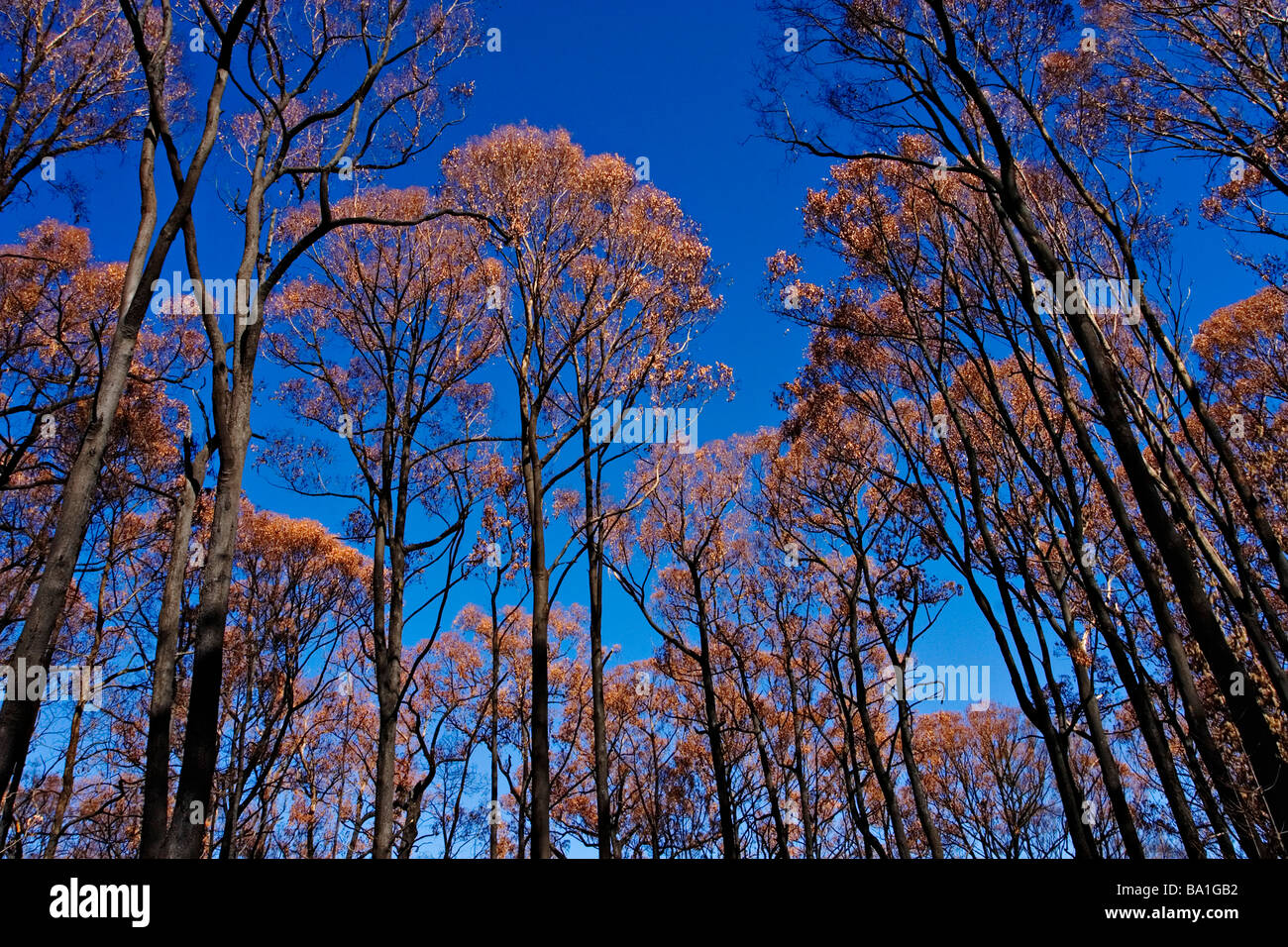 Bush Fires Australia / Fire damaged bushland.Kinglake Victoria ...