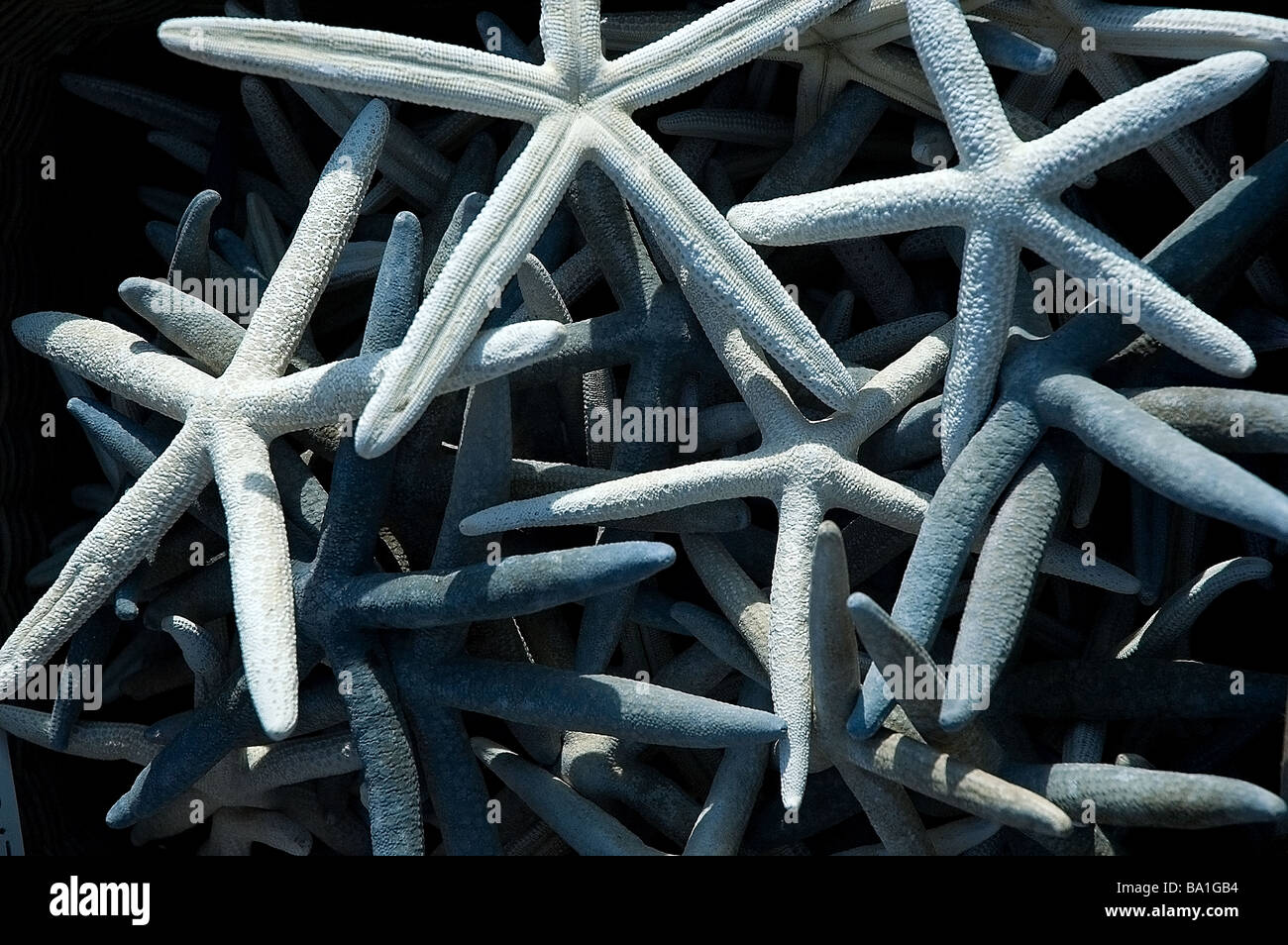 White starfish hi-res stock photography and images - Alamy