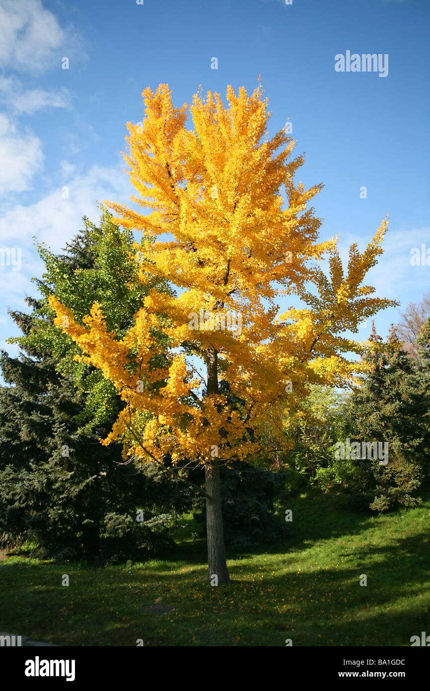 Beautiful yellow fall color tree Stock Photo - Alamy
