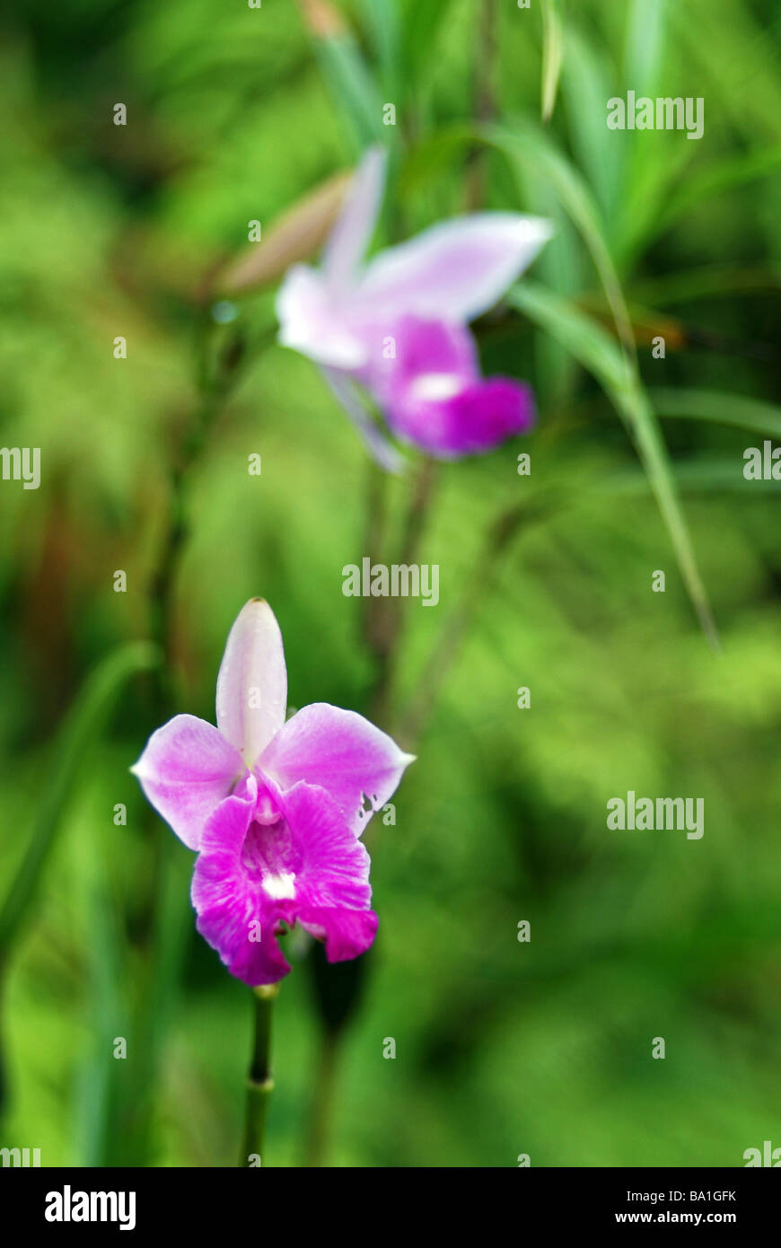 Selva de puerto rico hi-res stock photography and images - Alamy