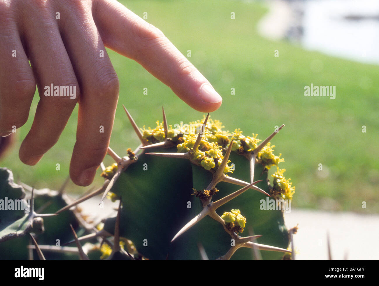 Finger touch sense pain sharp needle cactus point poke green plant ...