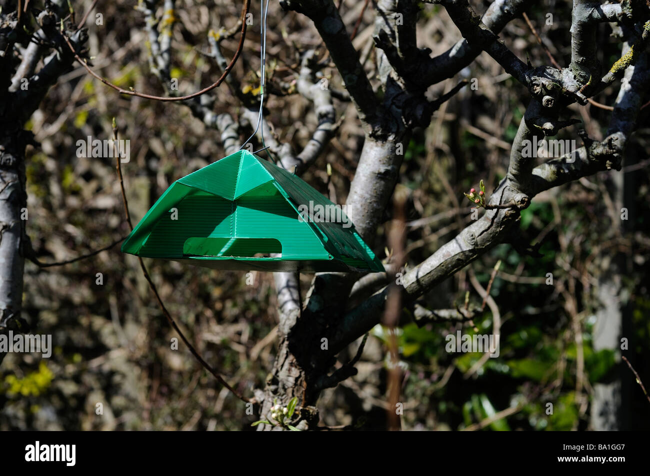 Codling moth trap in pear tree Stock Photo - Alamy