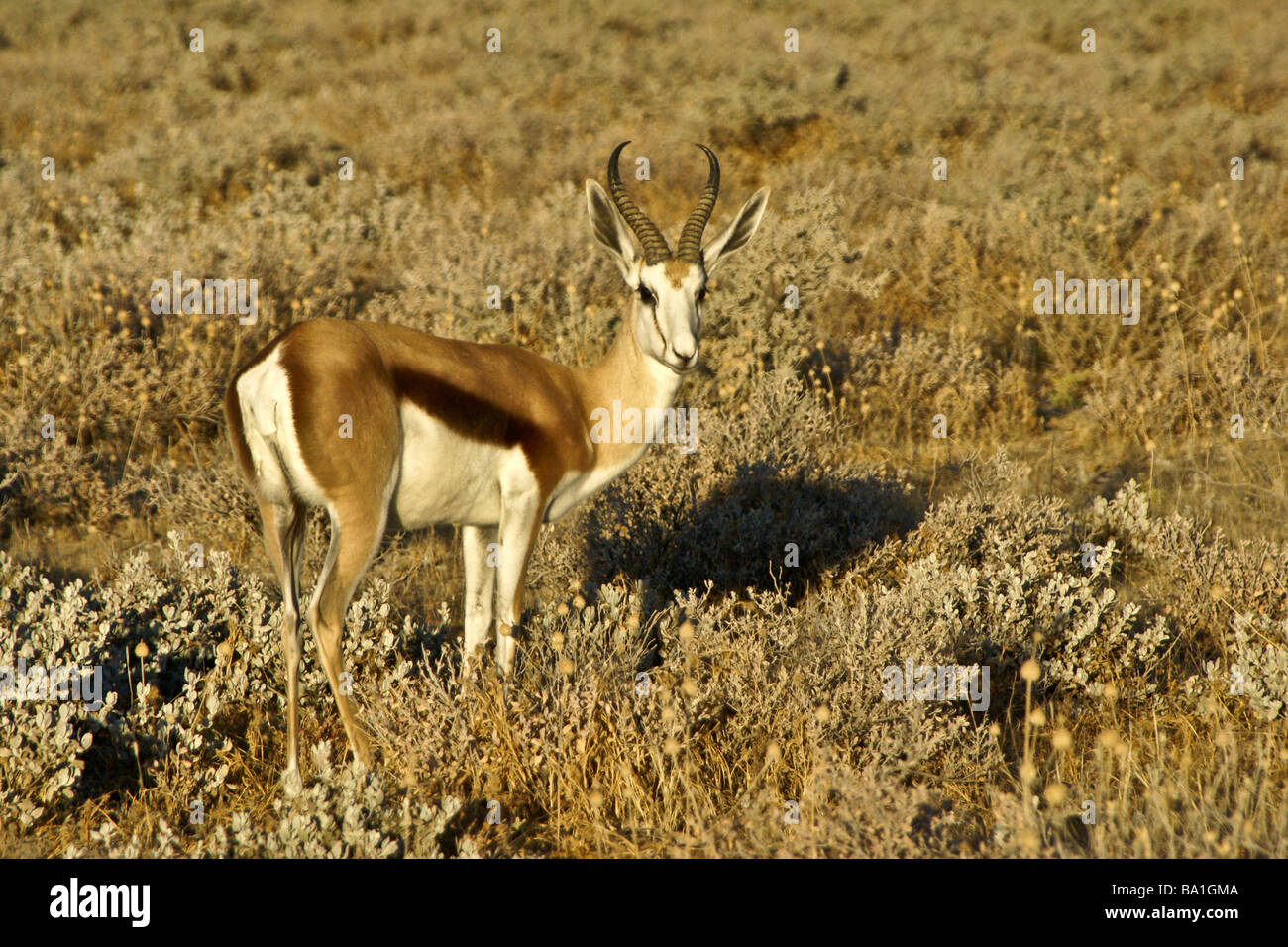 Springbok namibia male hi-res stock photography and images - Alamy