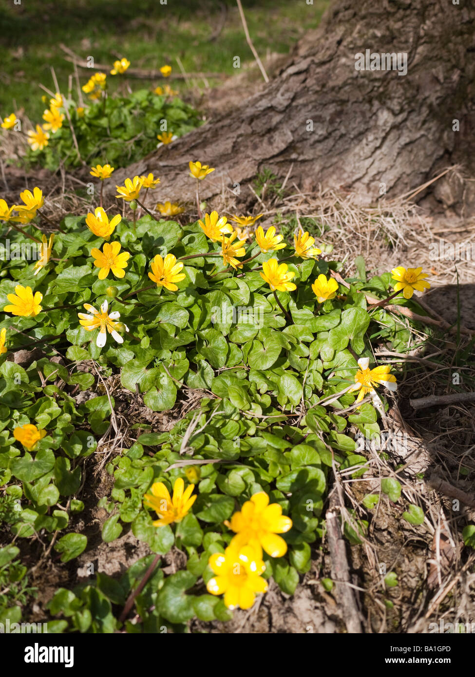 a low angle shot of wild flowers in a wood Stock Photo - Alamy