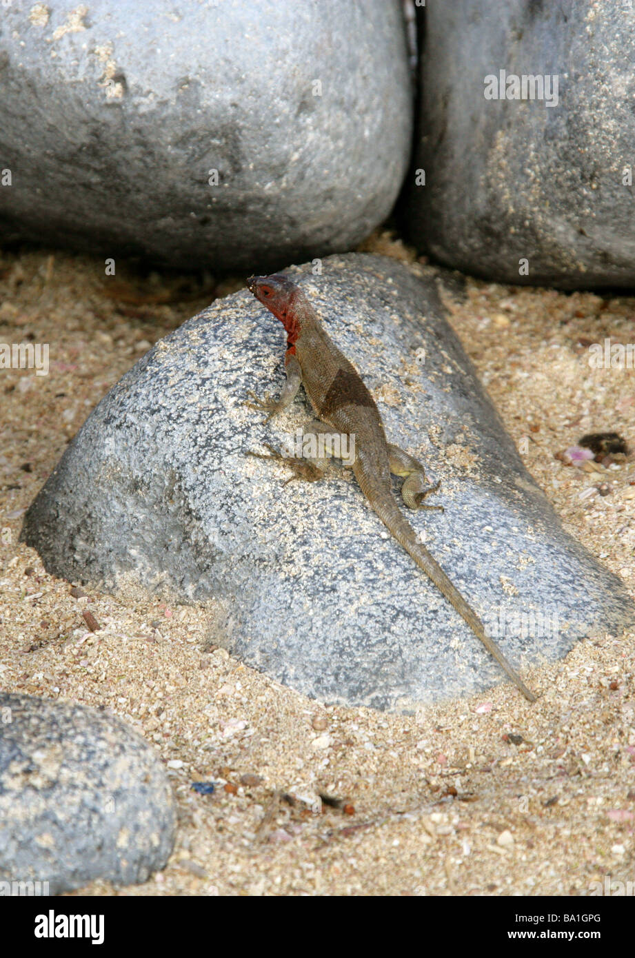 Lava Lizard, Tropidurus delanonis syn Microlophus delanonis ...