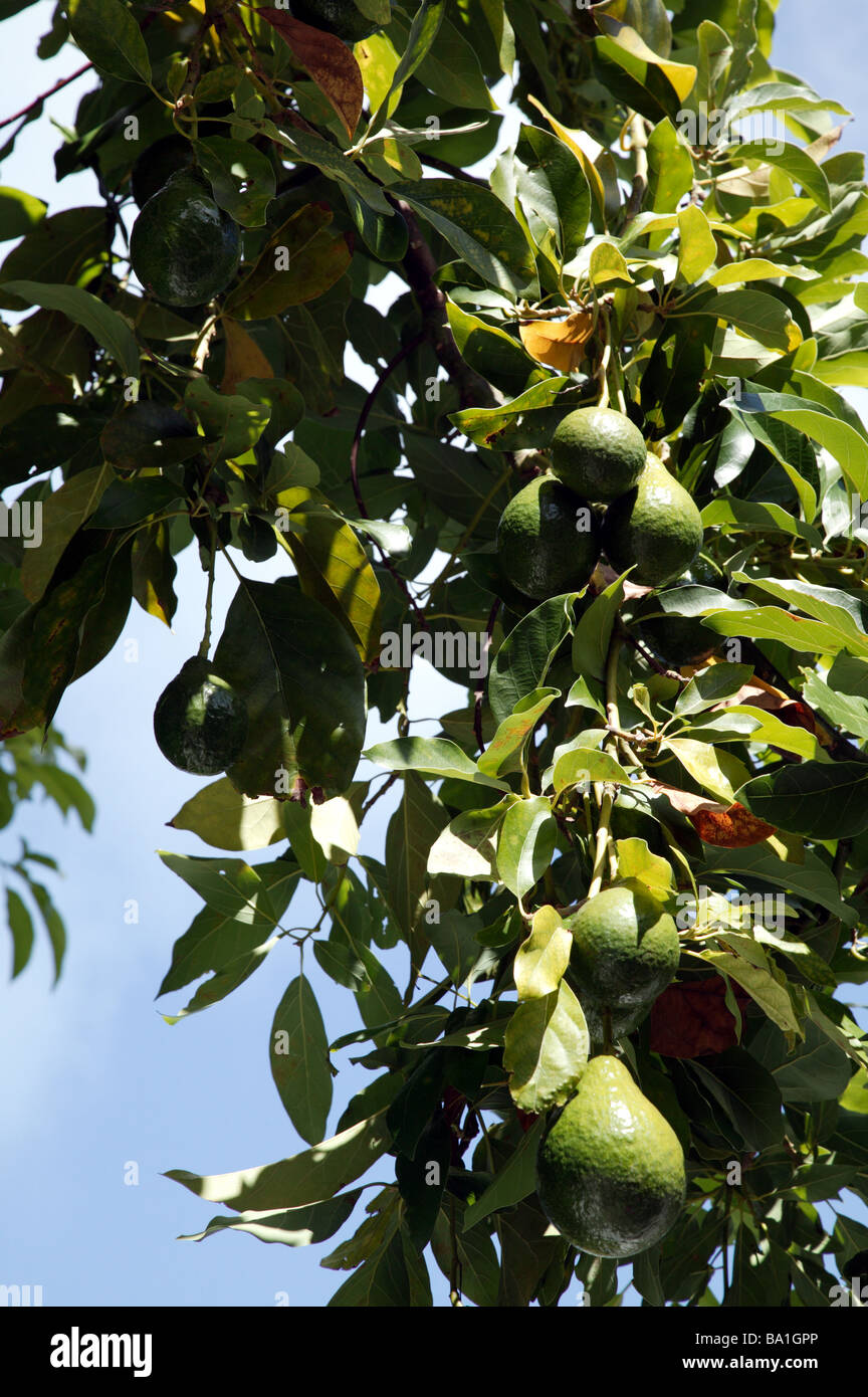 Close-up shot of Avocado fruit growing on an Avocado tree in Bermuda ...