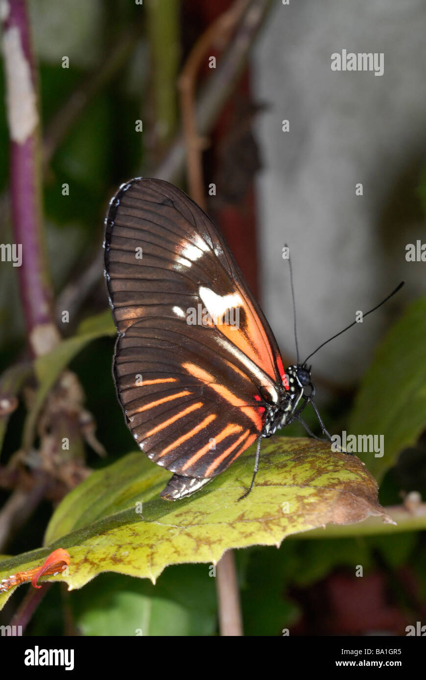 Postman Butterfly, Heliconius melpomene Stock Photo - Alamy