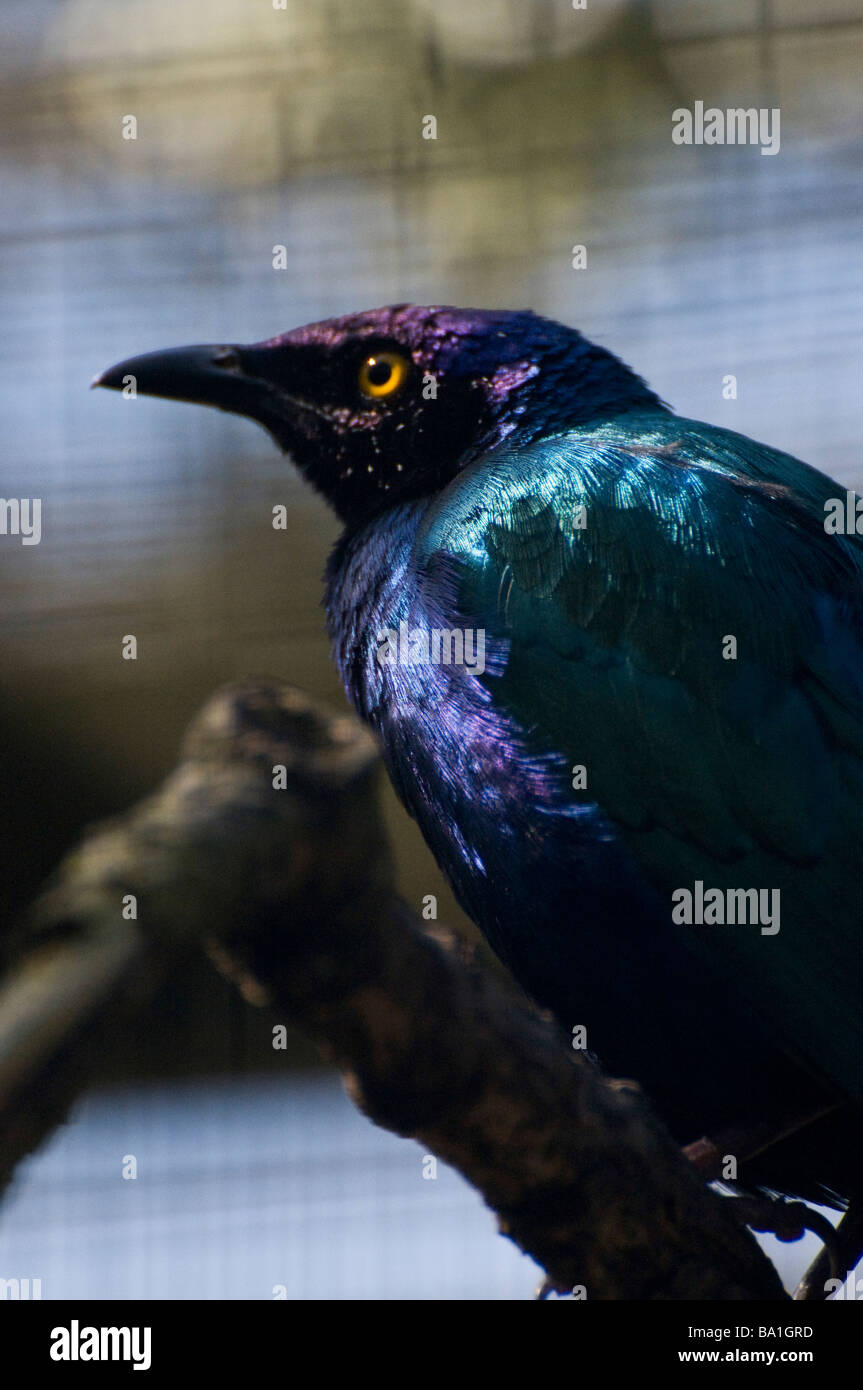 Raven staring hi-res stock photography and images - Alamy