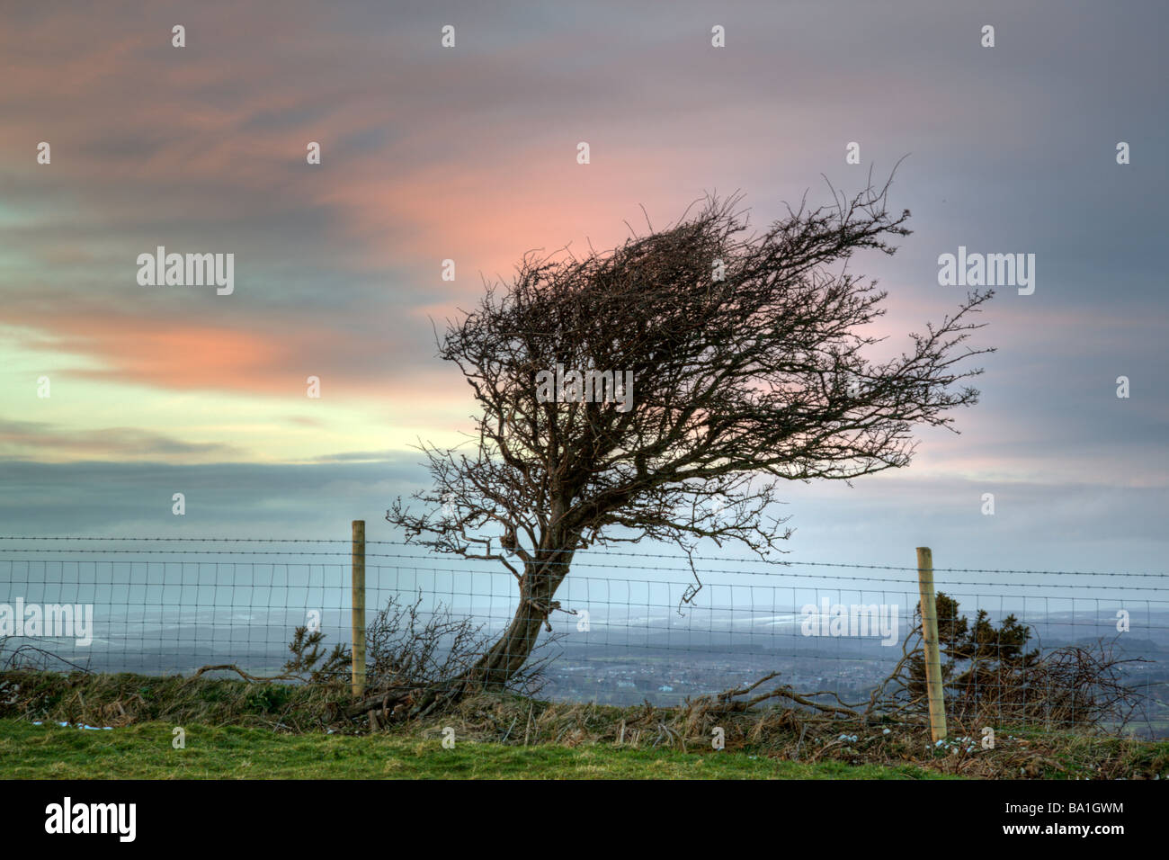 Windswept tree hi-res stock photography and images - Alamy