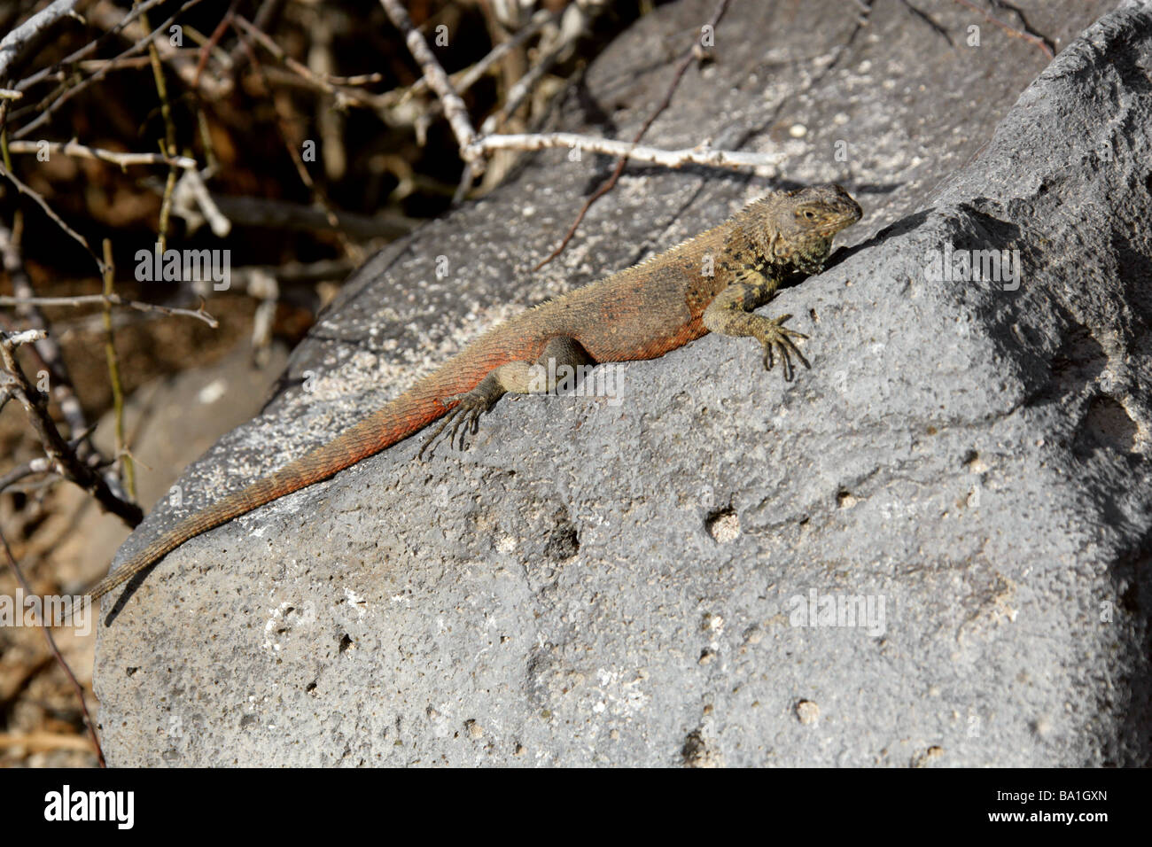 Lava Lizard, Tropidurus delanonis syn Microlophus delanonis ...
