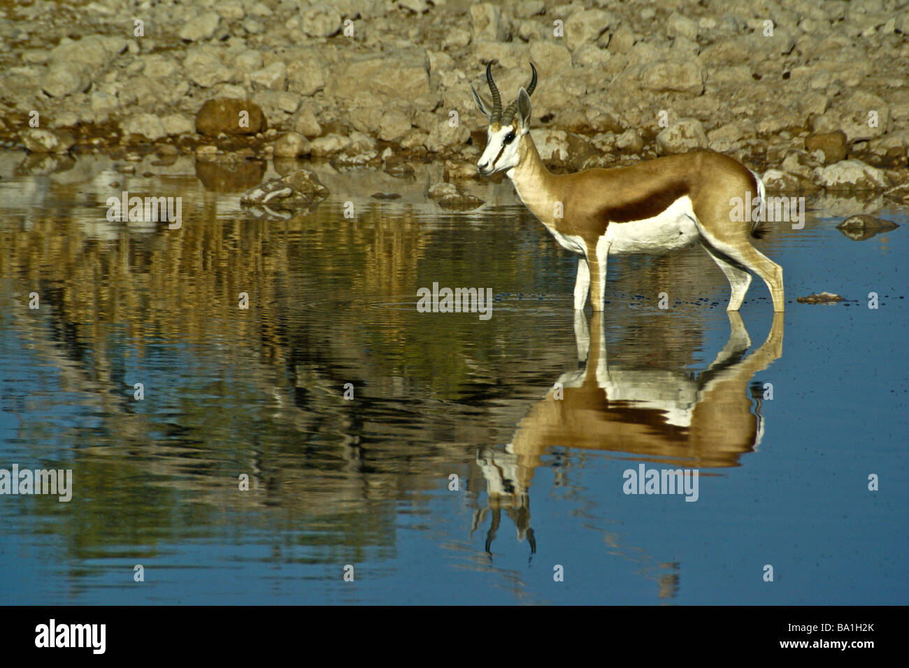 Springbok drinking waterhole hi-res stock photography and images - Alamy