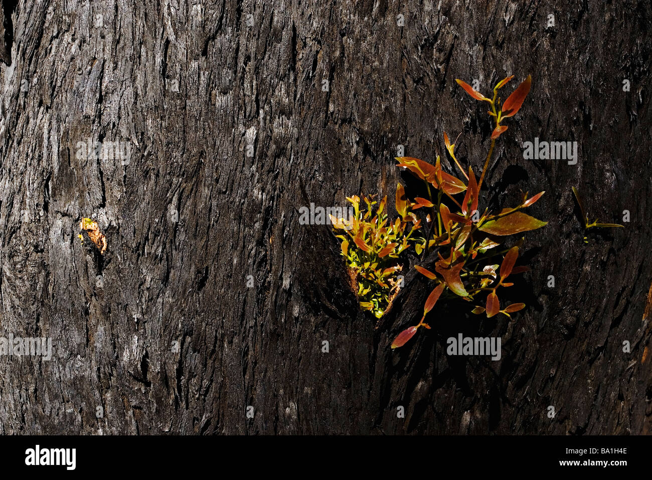 Close up of a charred tree.showing new growth after a bushfire in ...