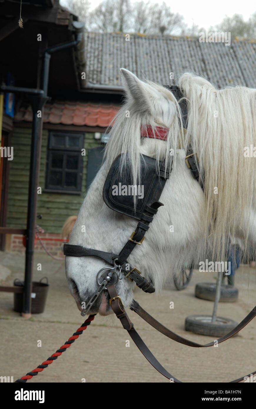 Shire horse head shot hi-res stock photography and images - Alamy