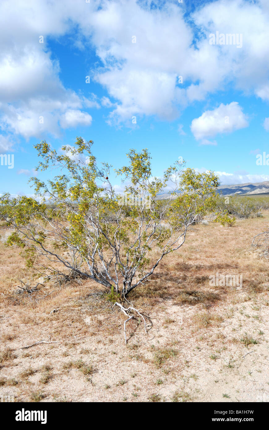 Creosote bush on the Mojave desert Stock Photo - Alamy