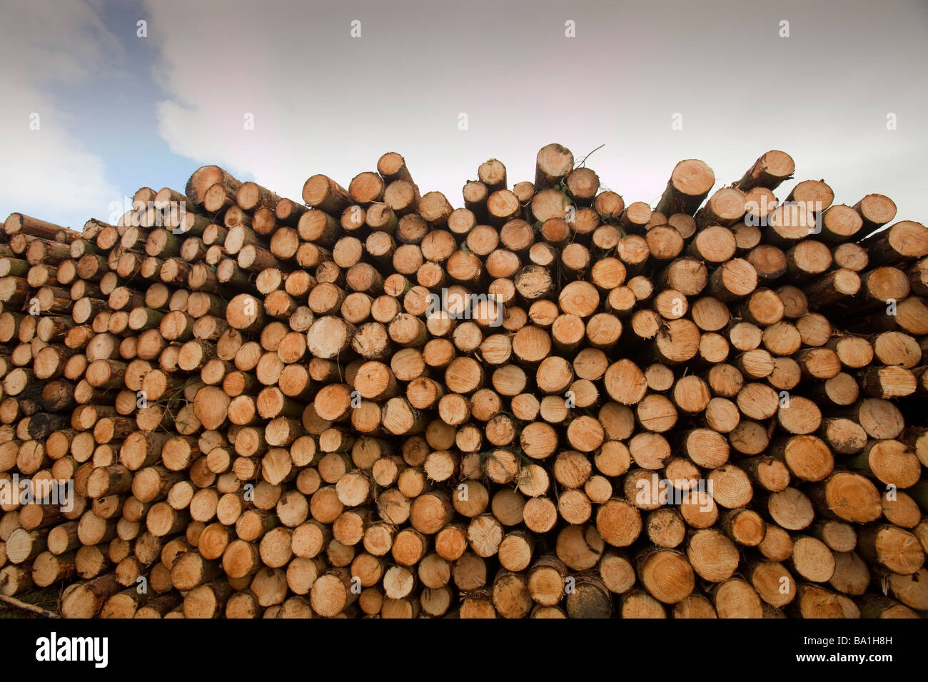 Conifer plantation in lake district hi-res stock photography and images ...