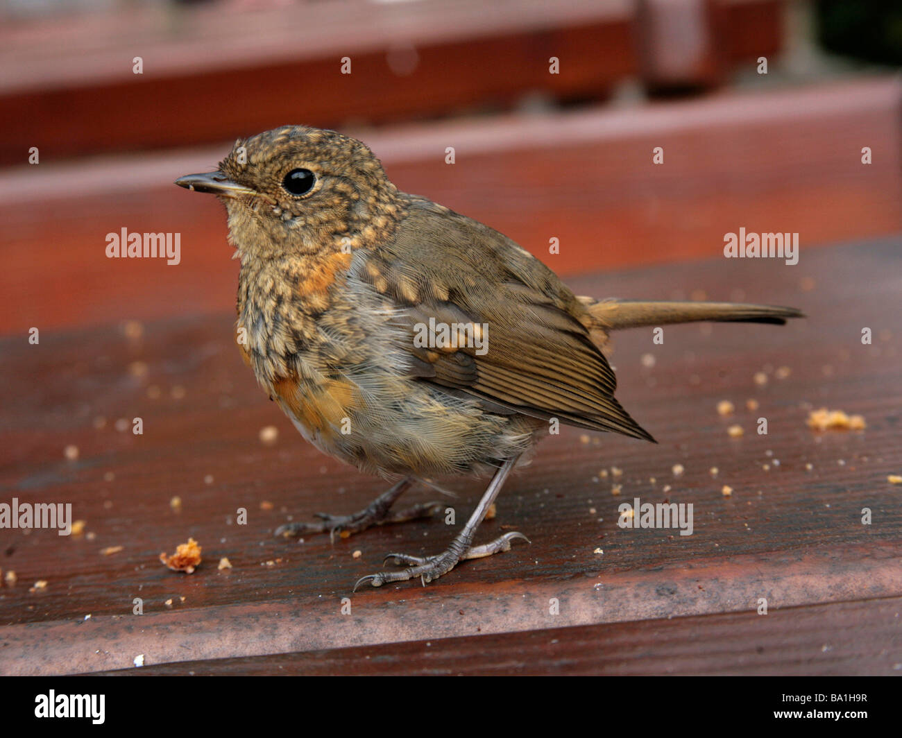 Young fledgling robin hi-res stock photography and images - Alamy