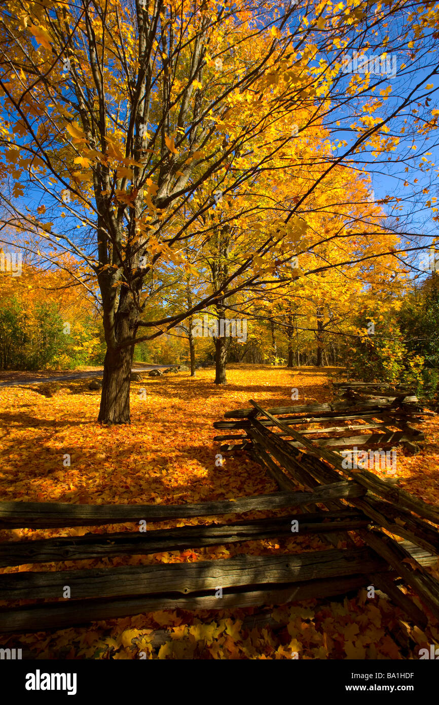 Trees in autumn with a split rail fence, Ontario, Canada Stock Photo ...