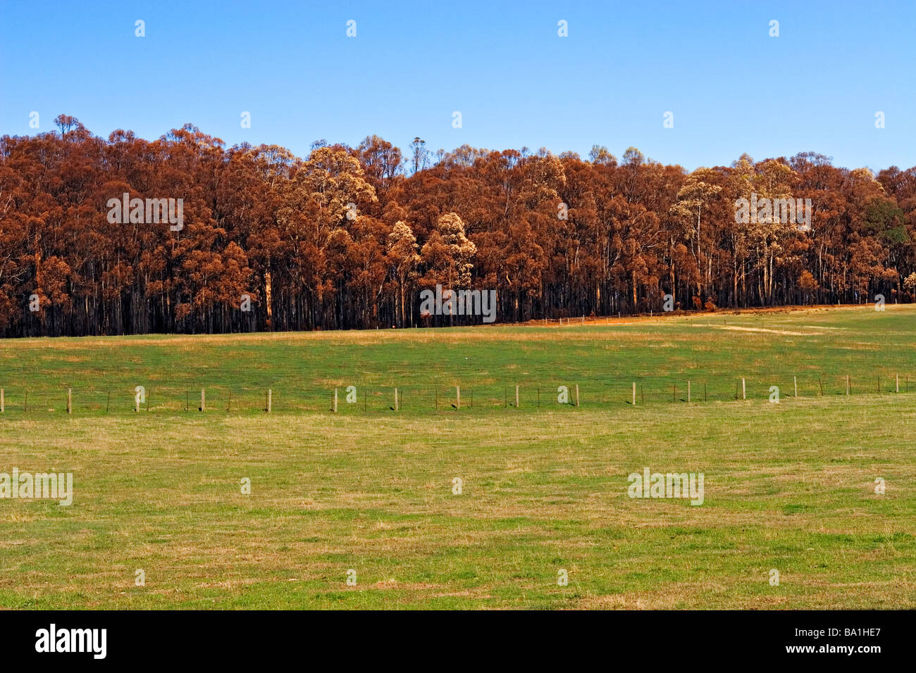 Bush Fires Australia / Fire damaged bushland surrounds a paddock ...