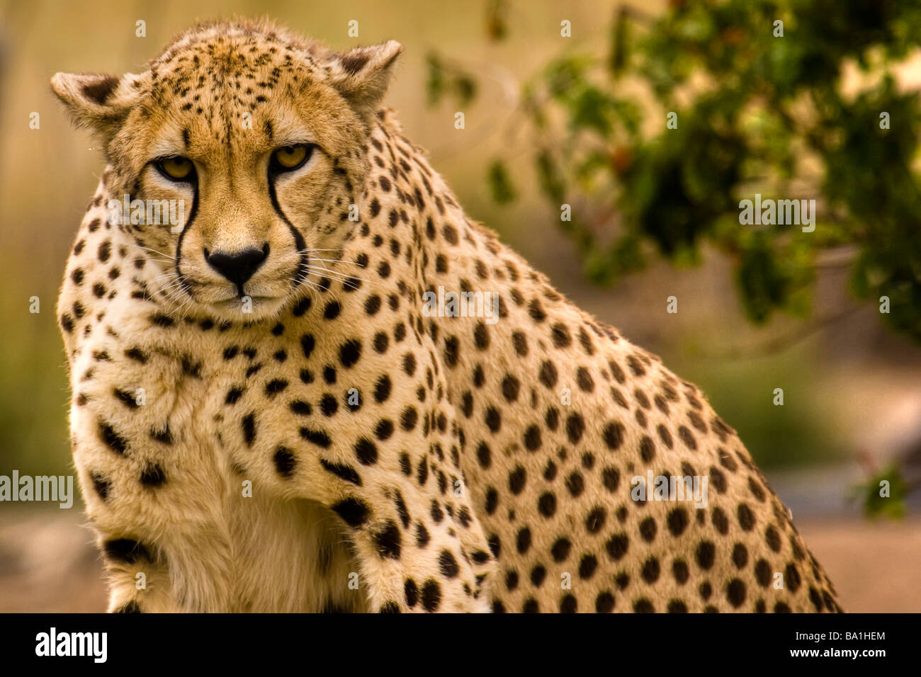 Close up cheetah head mouth hi-res stock photography and images - Alamy