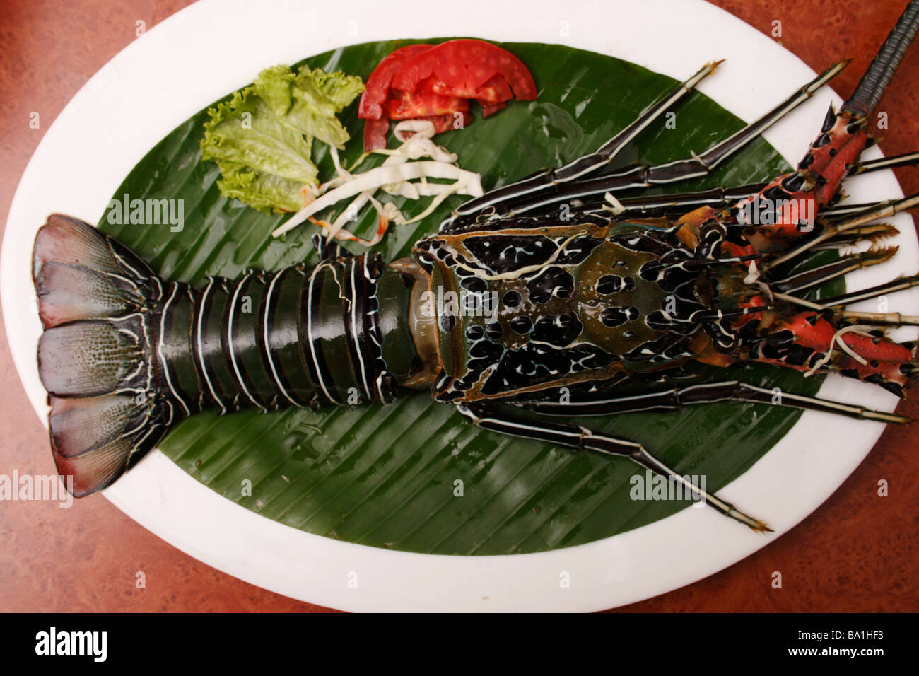 Asian spiny lobster hi-res stock photography and images - Alamy