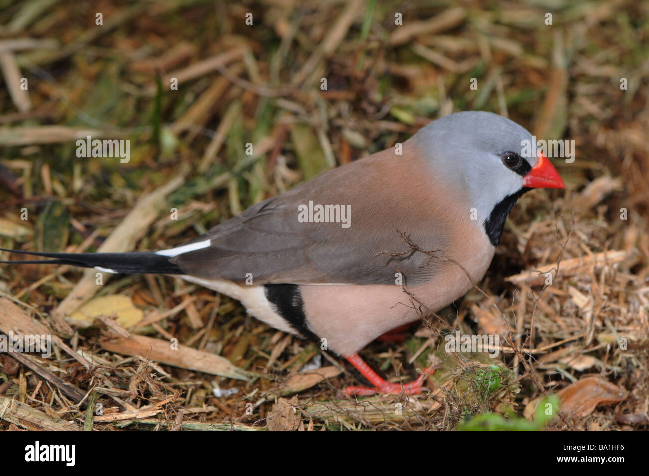 Shaft Tail Finch High Resolution Stock Photography and Images - Alamy