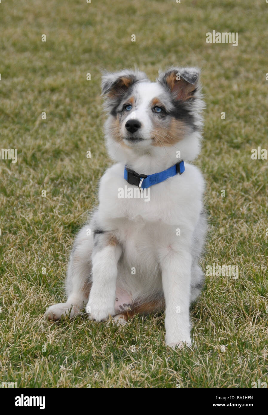 Shetland Sheepdog or Sheltie puppy sitting up Stock Photo - Alamy