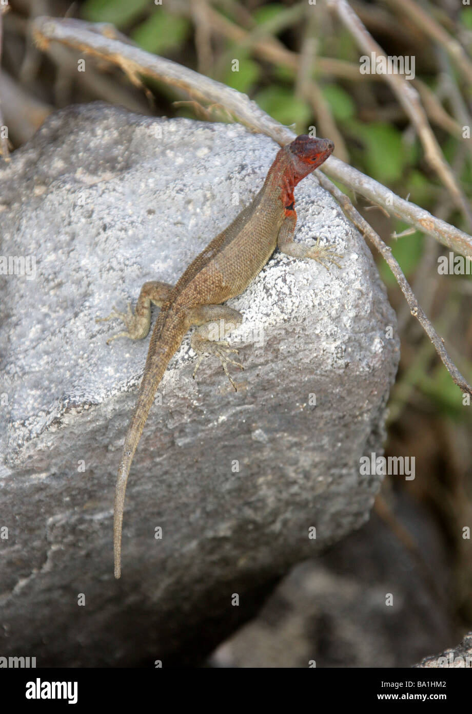 Lava Lizard, Tropidurus delanonis syn Microlophus delanonis ...