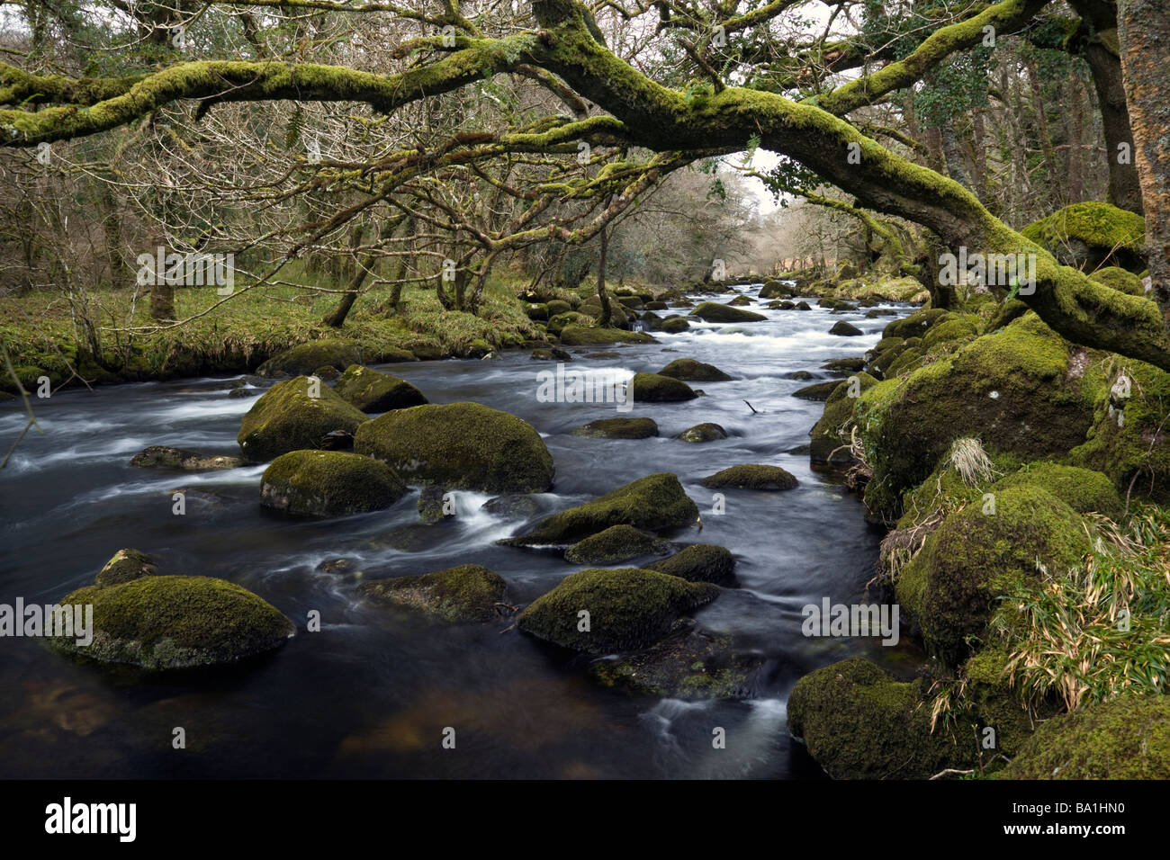 The River Dart downstream from Dartmeet flows through woodlands and ...