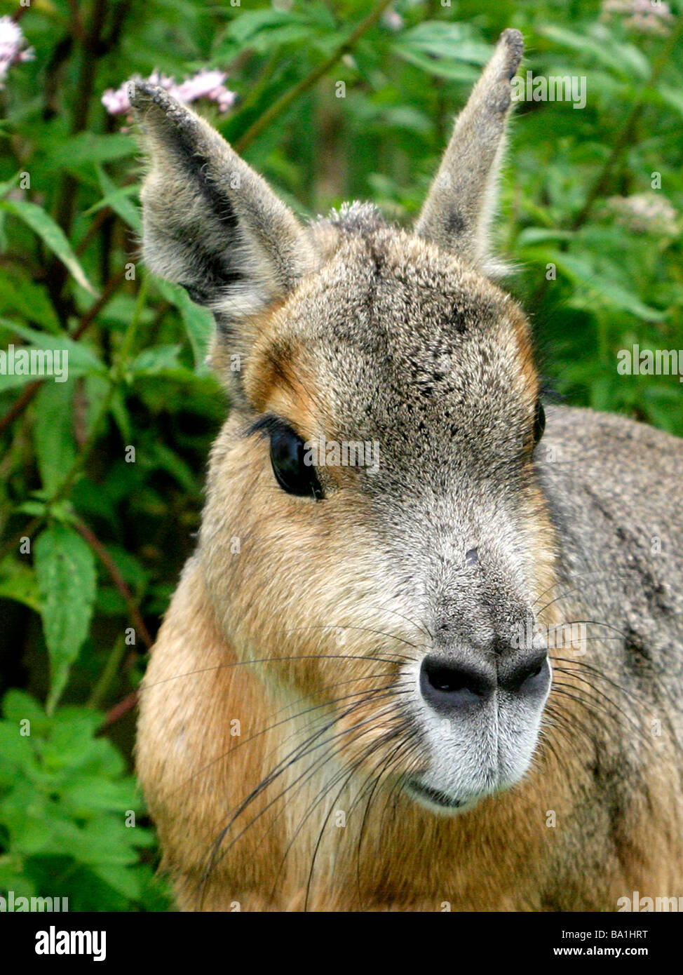 A large rodent Stock Photo - Alamy