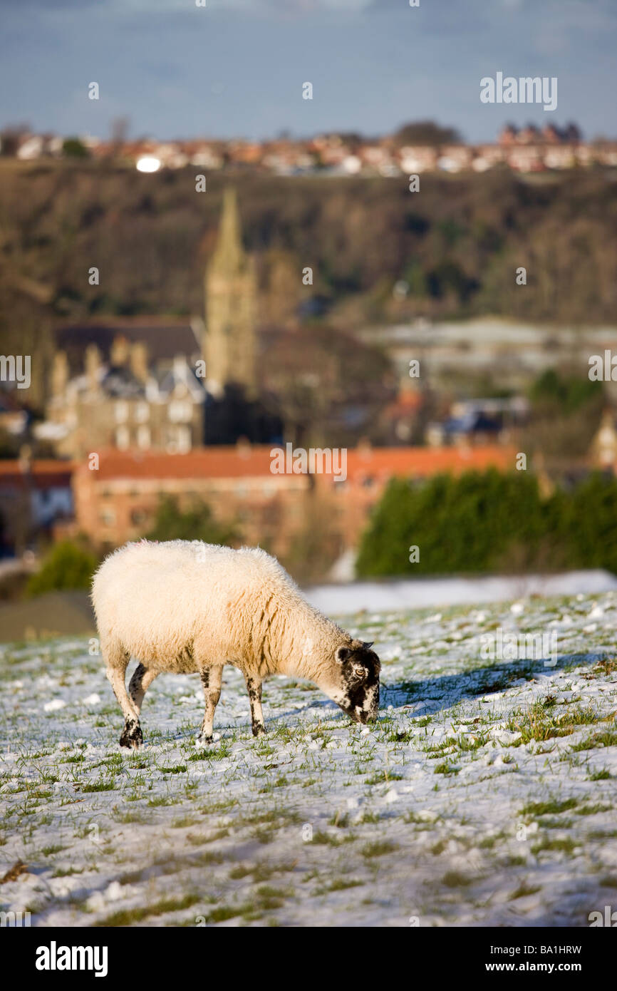 Ruswarp hi-res stock photography and images - Alamy